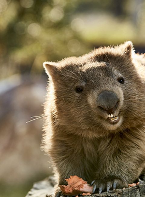 Things to Do in NSW | NSW Attractions & Activities - Visit NSW